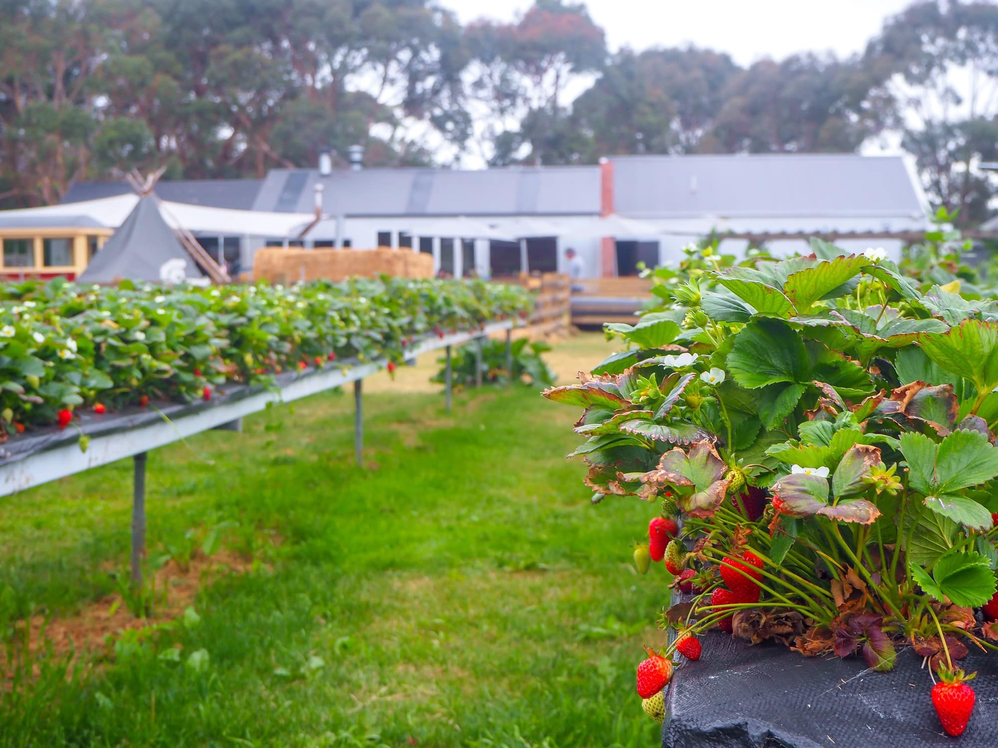 The Berry Patch, Turners Beach, TAS – Country Pub Camping