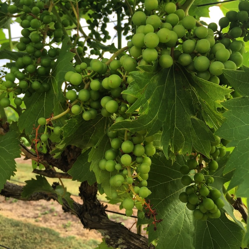 Rangemore estate, Malling Boundary Road, Maclagan, QLD – Country Pub ...