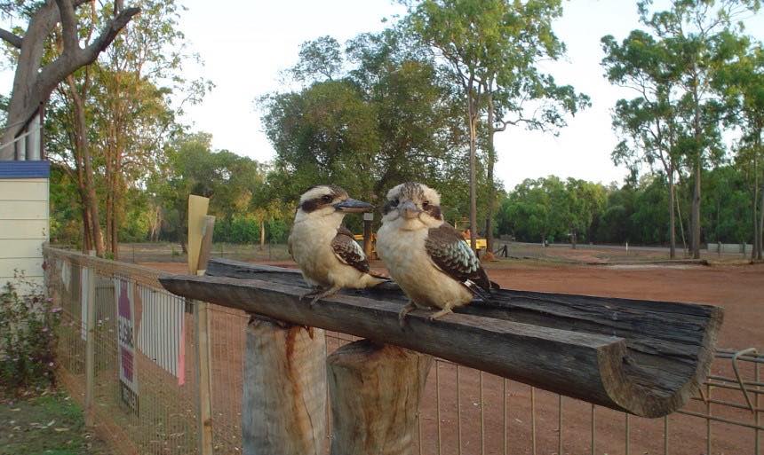 Hann River Roadhouse, Archer River QLD – Country Pub Camping