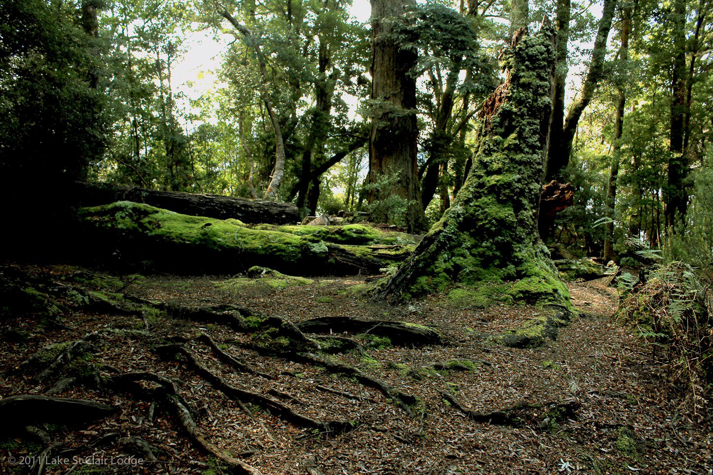 Lake St Clair Lodge, Lake Saint Clair, TAS – Country Pub Camping
