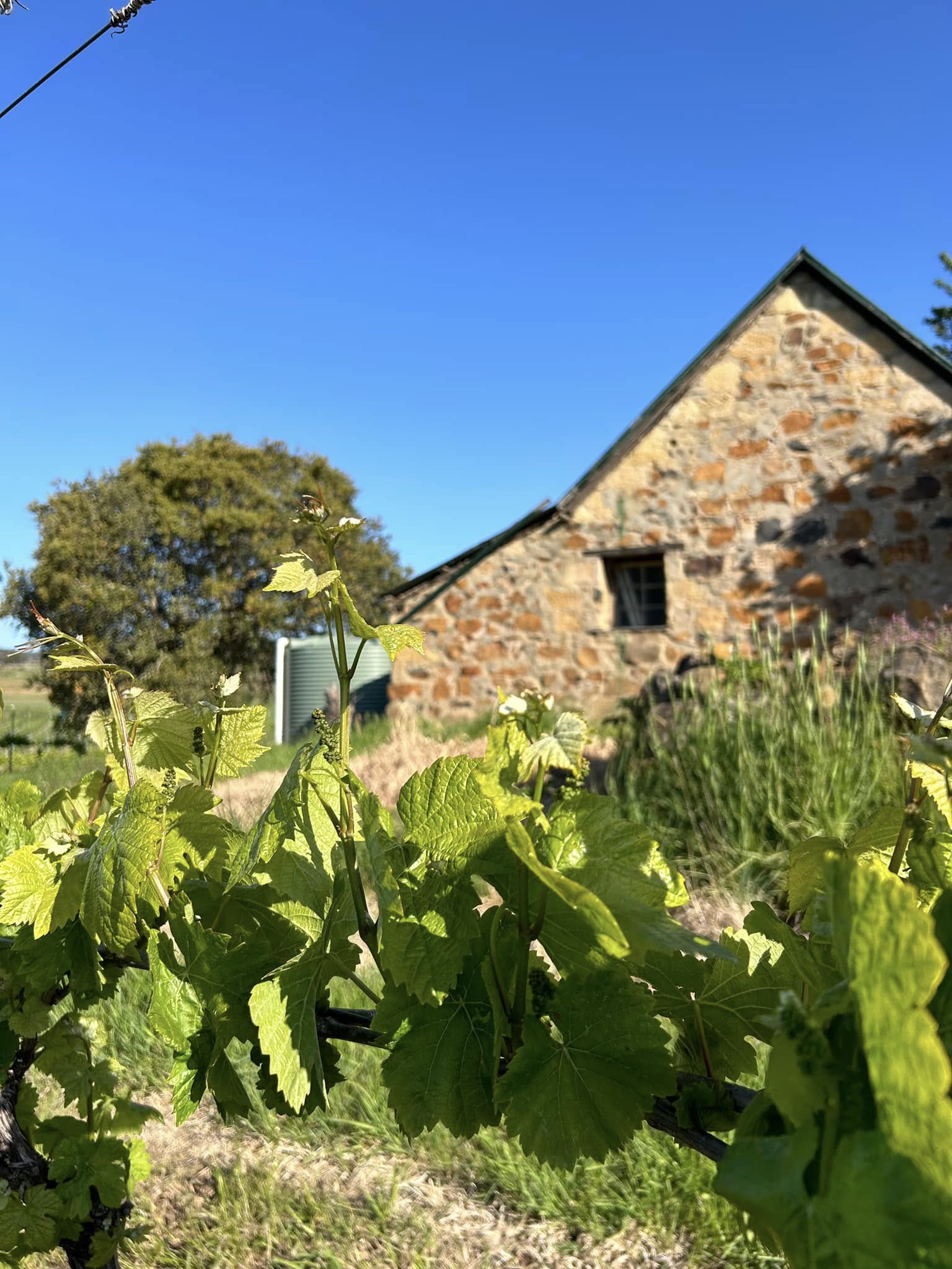 Craigie Knowe Vineyard, Cranbrook, Tas. – Country Pub Camping